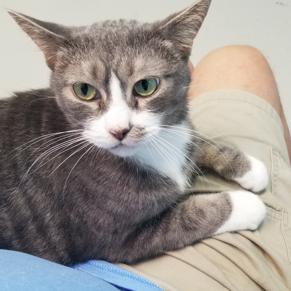 Shelter Cats on National Cat Day | Bad Cat Chris