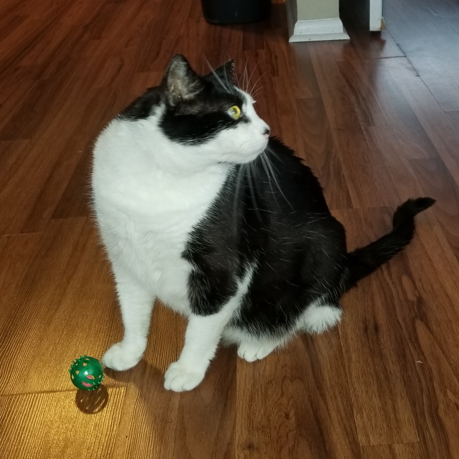 Patches Has a New Name | Bad Cat Chris