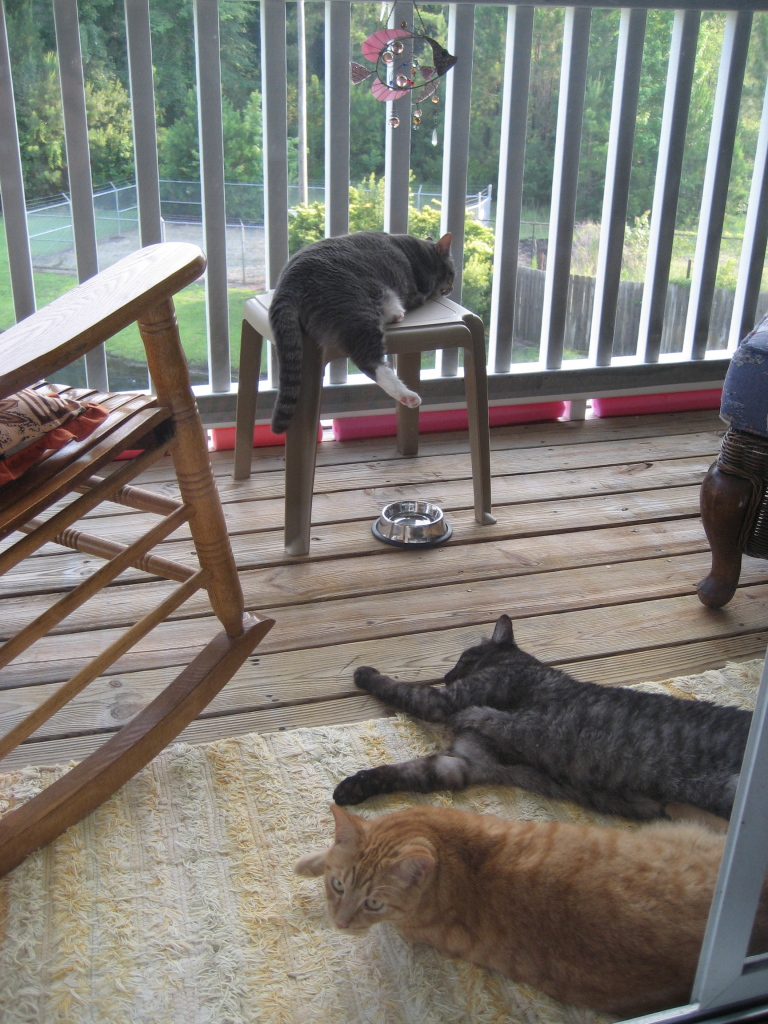 Photo Friday: Balcony Cats | Bad Cat Chris