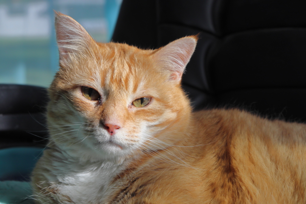 Photo Friday: Enjoying the Sun | Bad Cat Chris