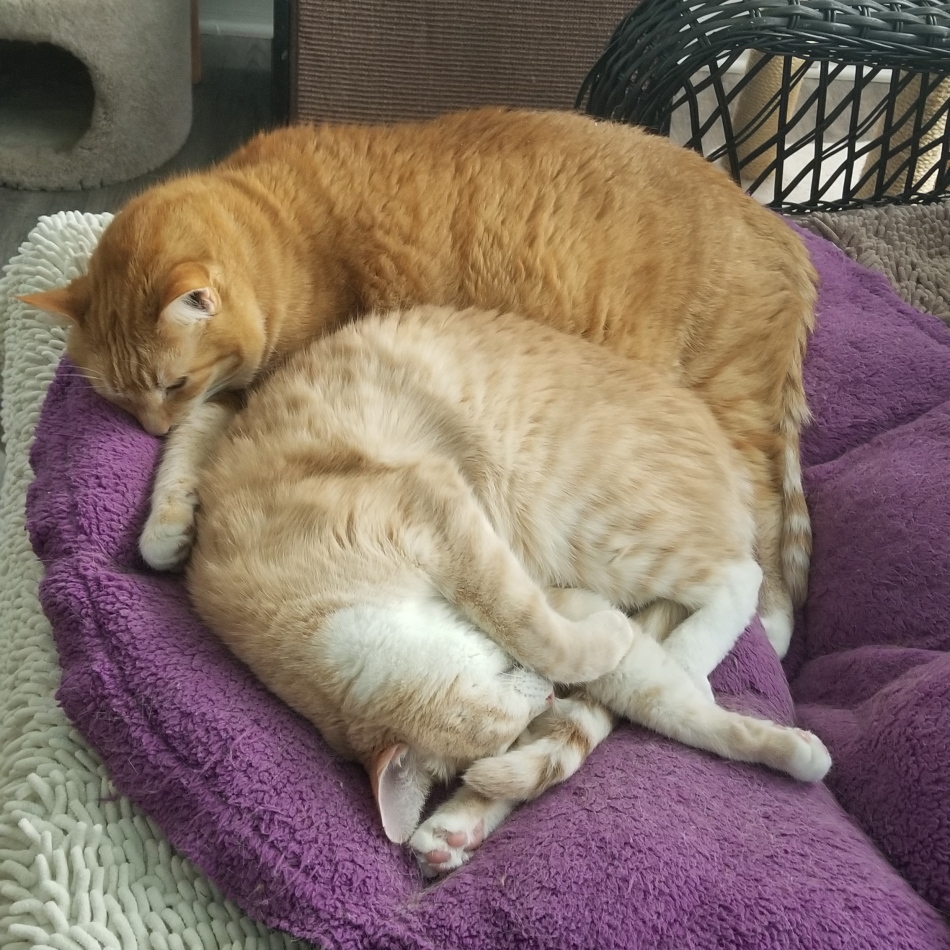 Happy Ginger Cat Appreciation Day | Bad Cat Chris