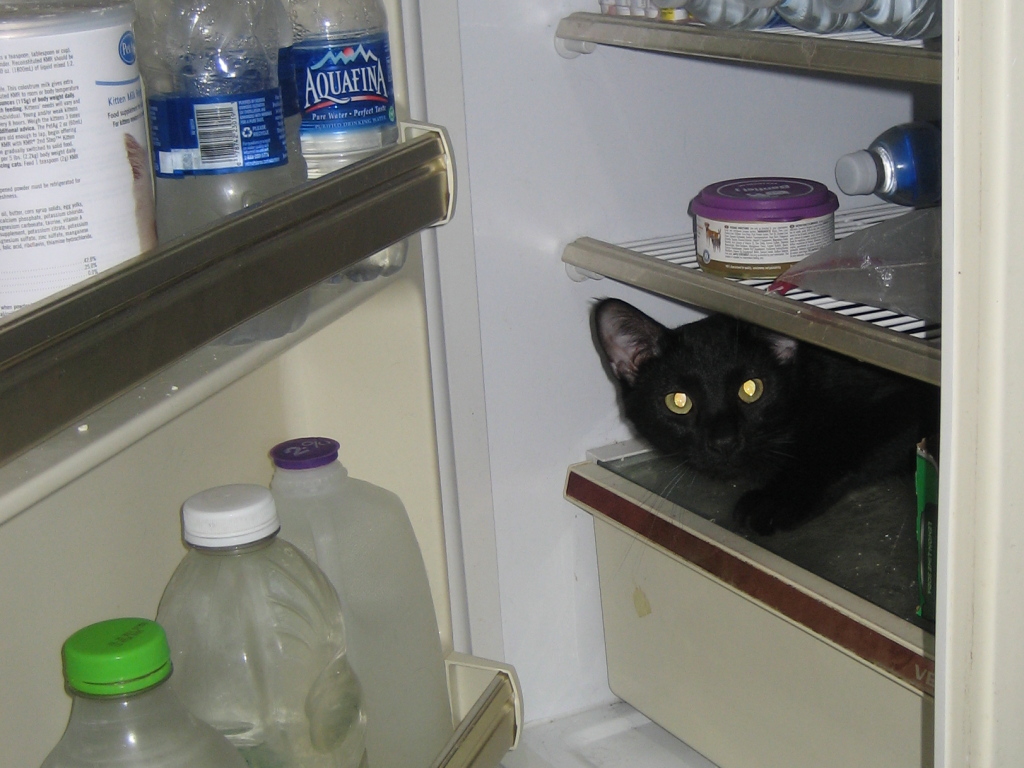 Photo Friday: Cool Cat | Bad Cat Chris