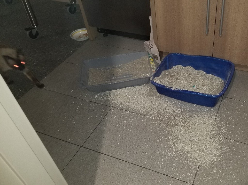 I Survived a Hotel Night With Bad Cat Chris | Bad Cat Chris