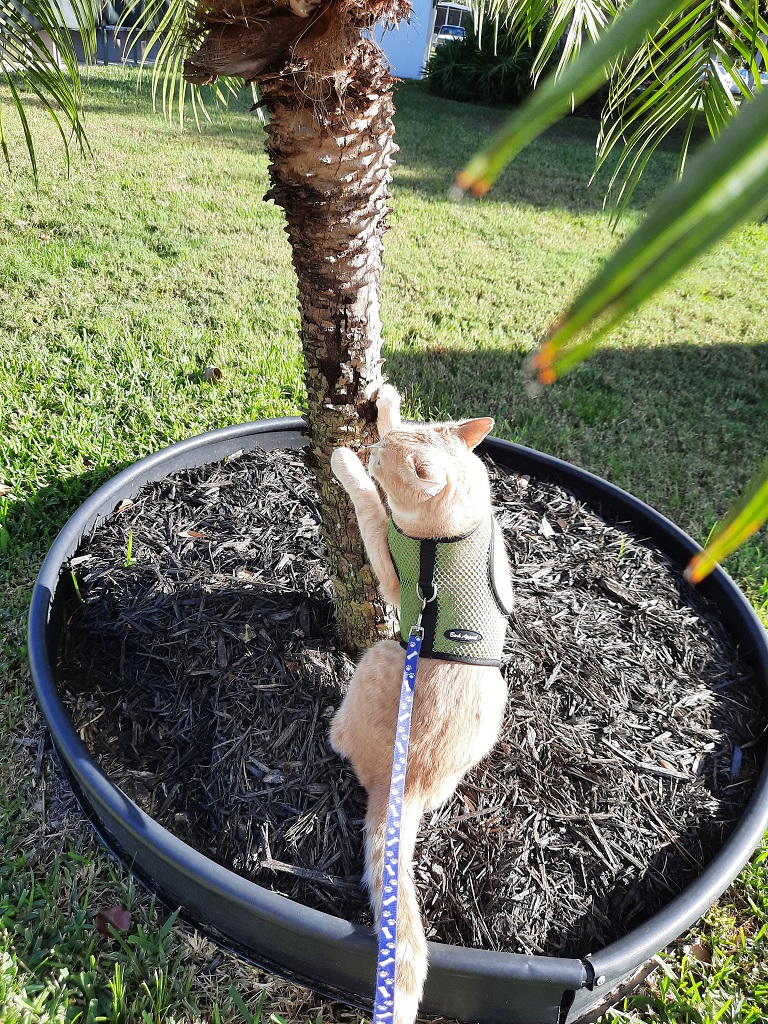 The Best Scratching Post | Bad Cat Chris