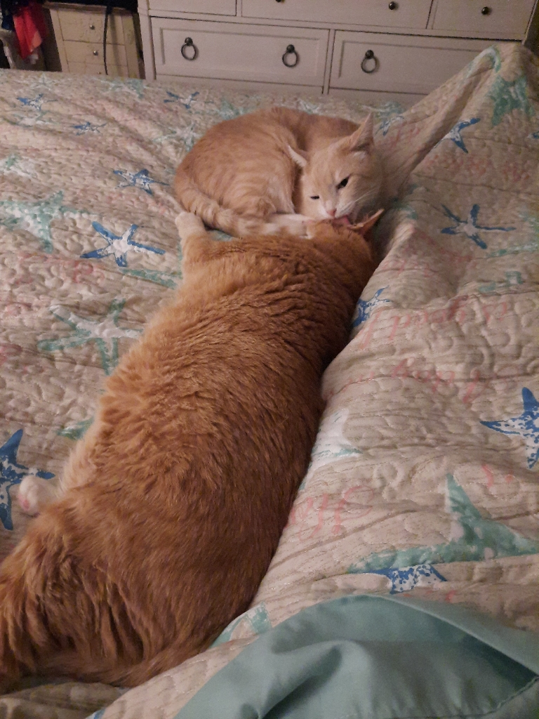 Photo Friday: Friends for Now | Bad Cat Chris