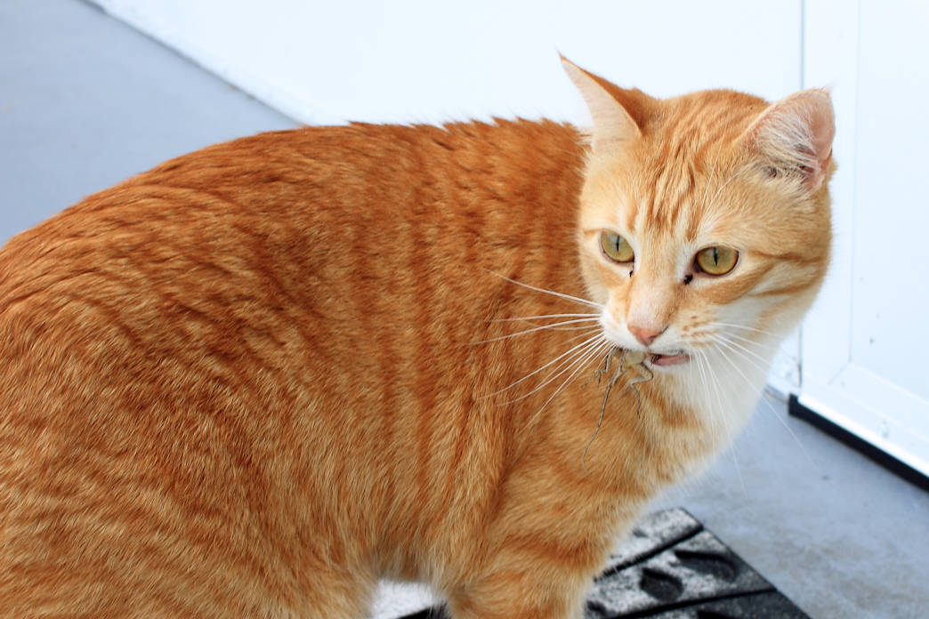 Photo Friday: Lizardbreath | Bad Cat Chris