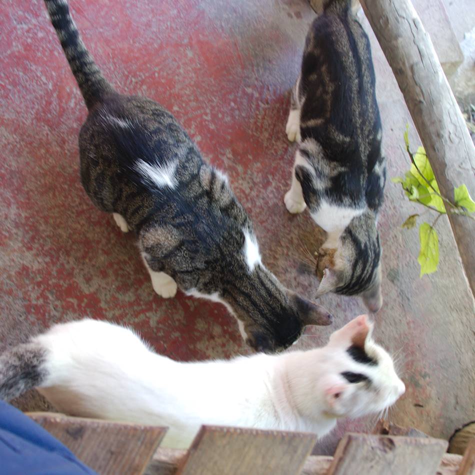 Jamaican Cats | Bad Cat Chris