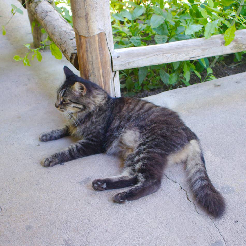 Jamaican Cats | Bad Cat Chris