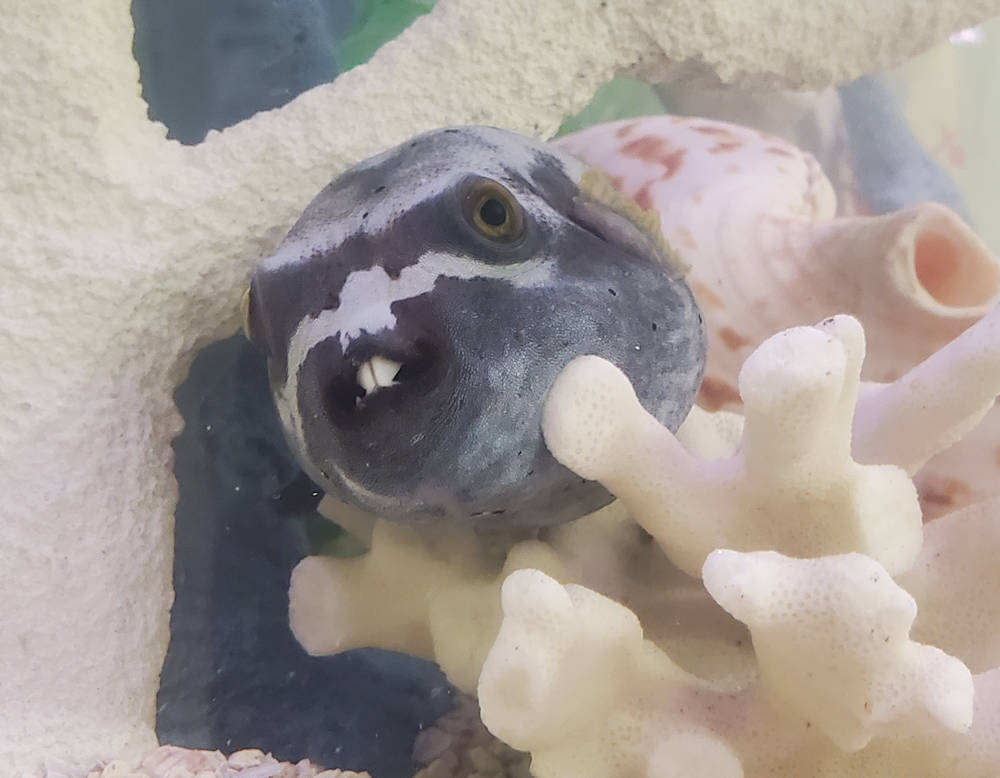 The Coolest Fish in an Aquarium | Bad Cat Chris