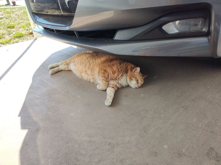 Bad Cat Chris | The Baddest Cat You'll Ever Love