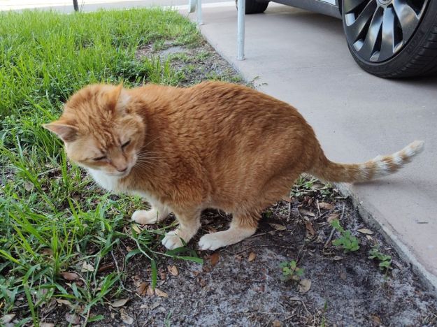 Bad Cat Chris | The Baddest Cat You'll Ever Love