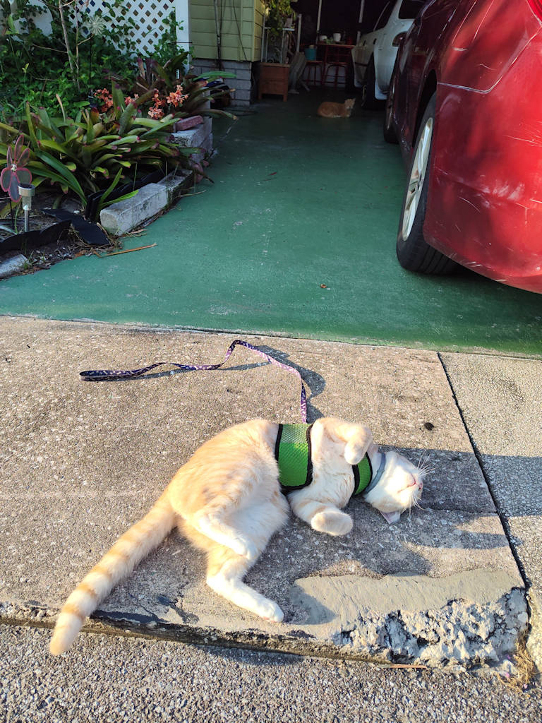 Photo Friday: Taunting the Ginger Cat | Bad Cat Chris