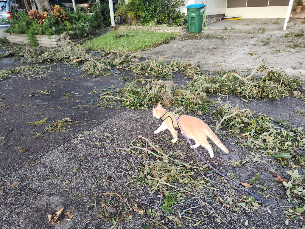 Before and After Hurricane Helene | Bad Cat Chris