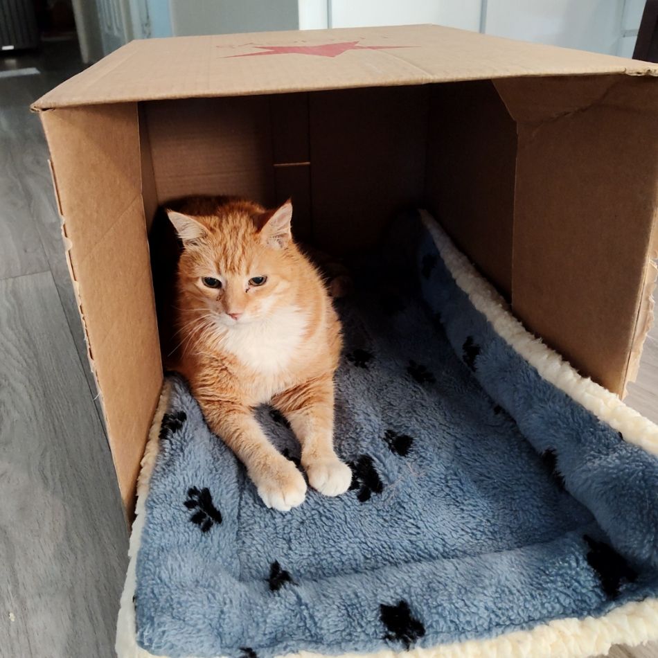 Bad Cat Chris | The Baddest Cat You'll Ever Love