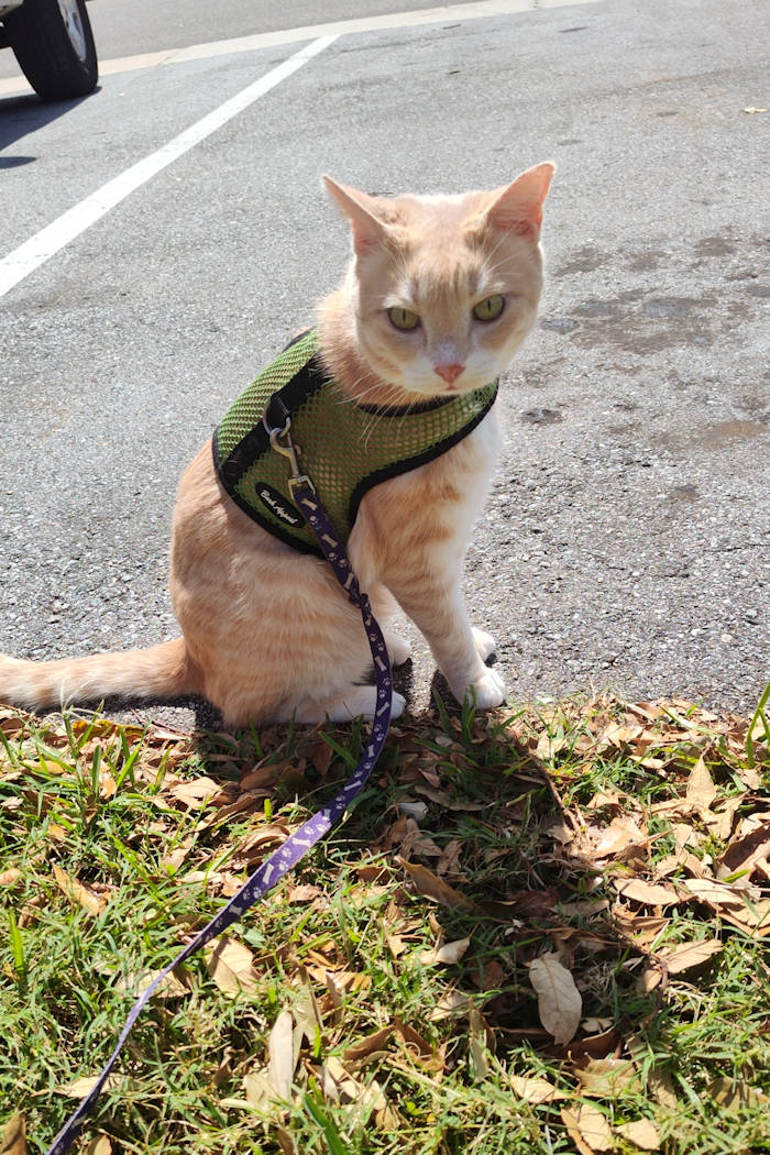 Bad Cat Chris | The Baddest Cat You'll Ever Love
