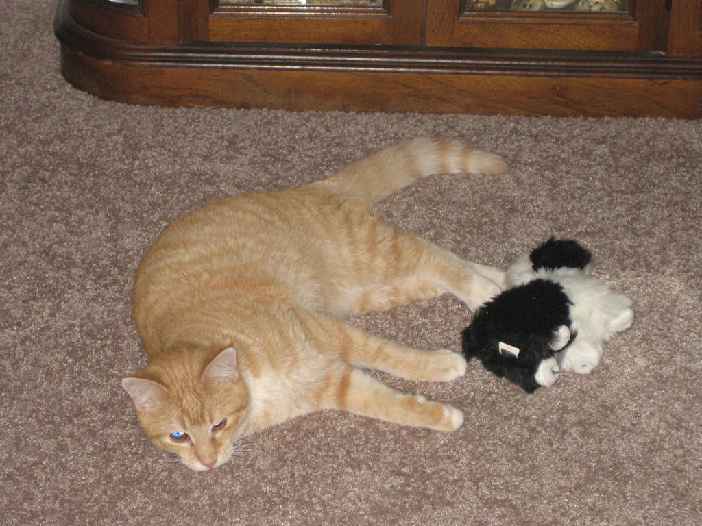 Photo Friday: Fifteen Years Ago | Bad Cat Chris