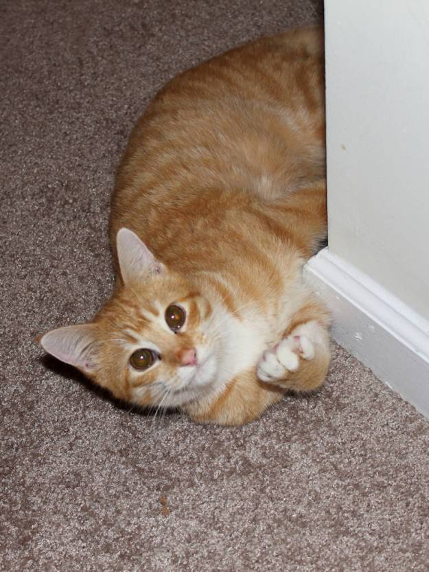 Bad Cat Chris | The Baddest Cat You'll Ever Love