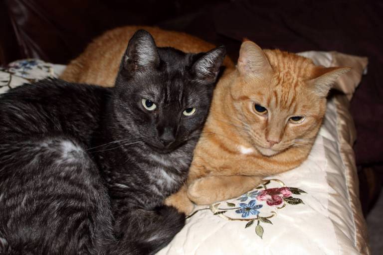 Bad Cat Chris | The Baddest Cat You'll Ever Love