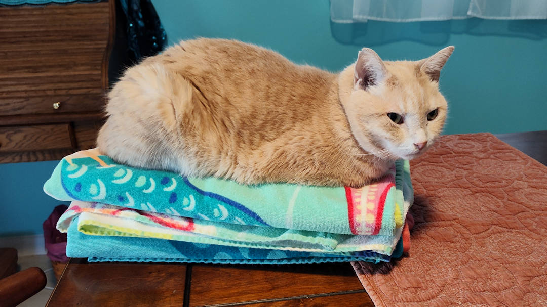 Bad Cat Chris | The Baddest Cat You'll Ever Love