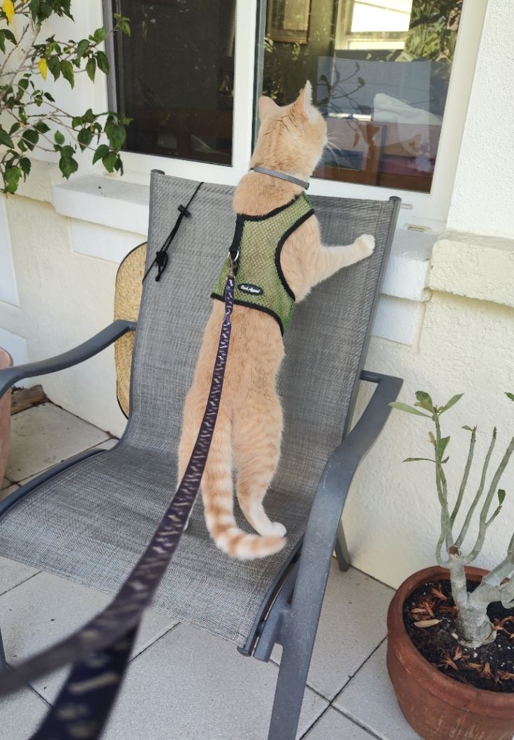 Bad Cat Chris | The Baddest Cat You'll Ever Love