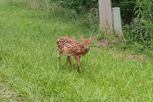Photo Friday: Oh, Deer! | Bad Cat Chris