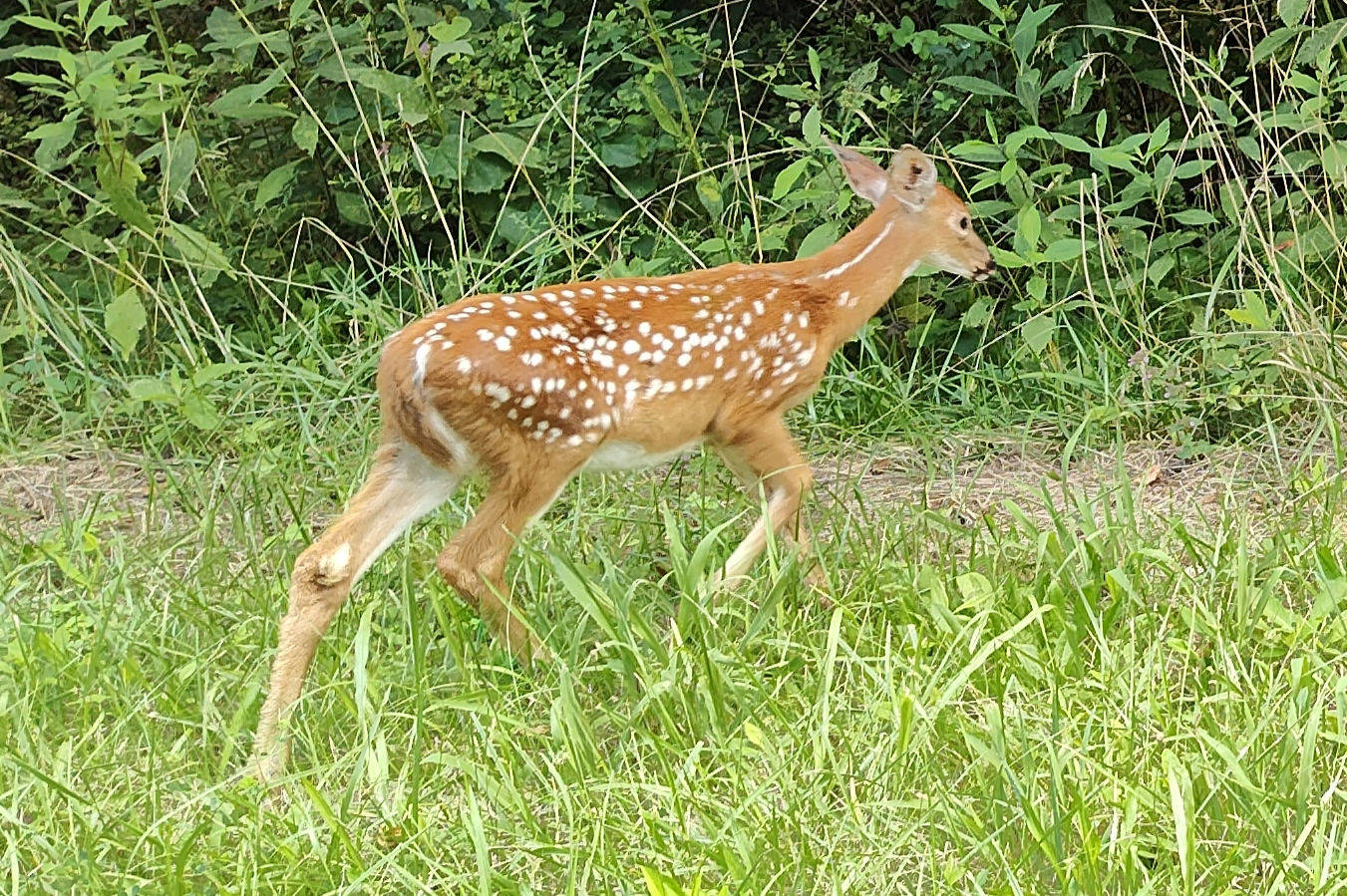 Photo Friday: Oh, Deer! | Bad Cat Chris