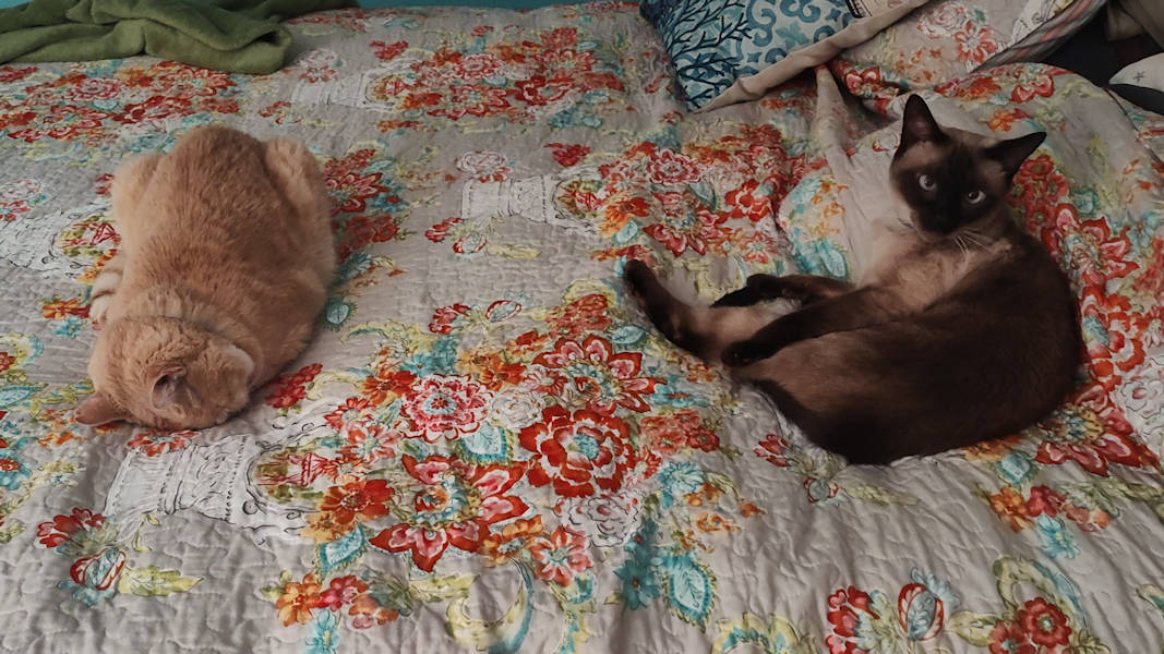 Photo Friday: Time to Relax | Bad Cat Chris