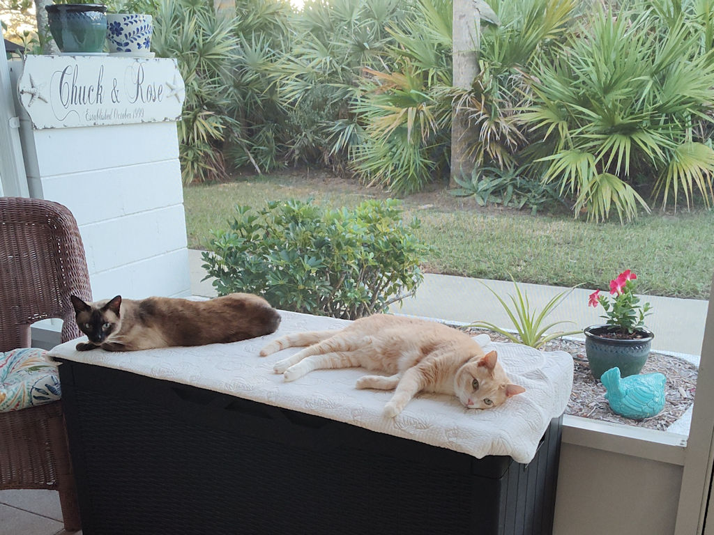 Photo Friday: Together But Apart | Bad Cat Chris