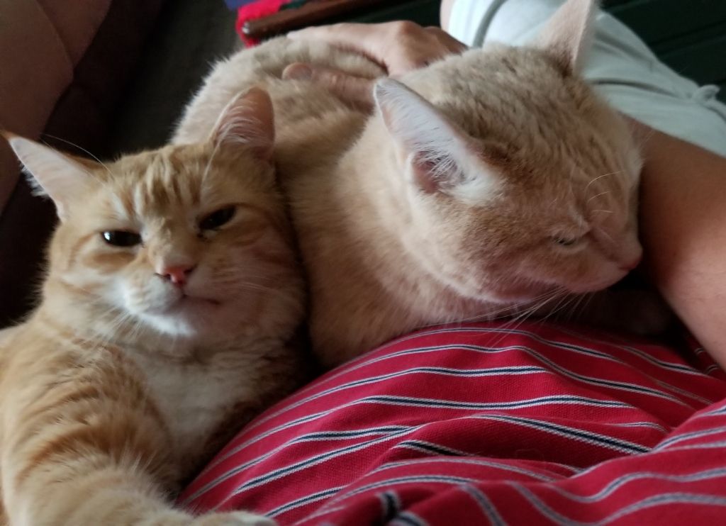 Photo Friday: Classic Chris and Frankie Wanting Attention | Bad Cat Chris